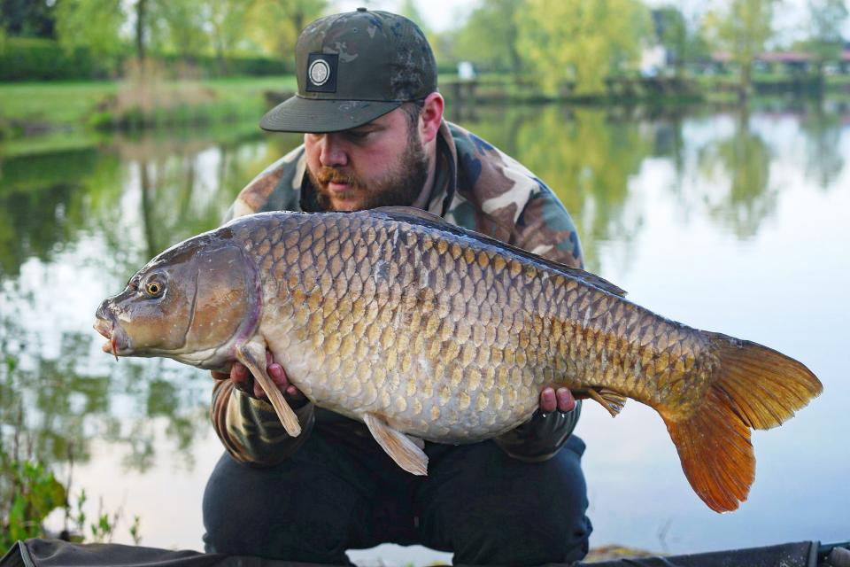 Big belly common | Total Carp